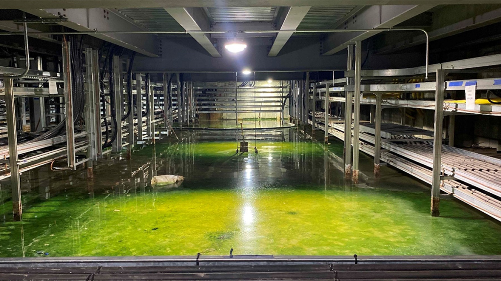 standing-water | STRUCTURAL